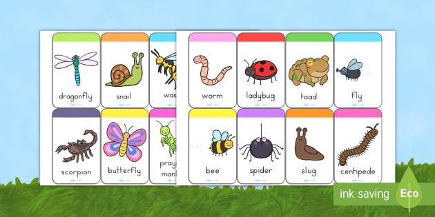 Minibeasts Cute Flashcards