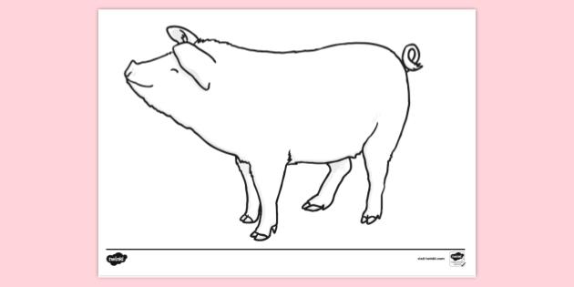 Realistic Pig Colouring Sheet | Twinkl Colouring Sheets
