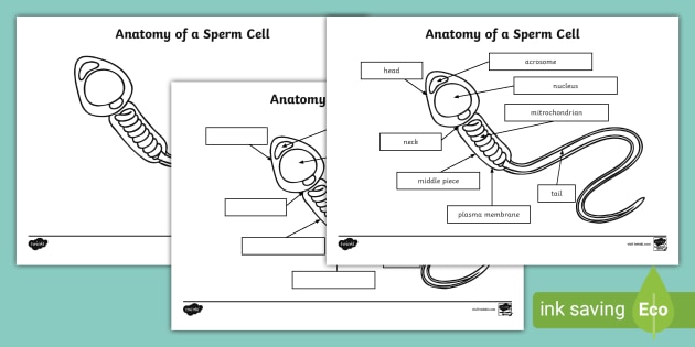 FREE! - Sperm Cell Labelled Colouring Sheet | Colouring Sheets