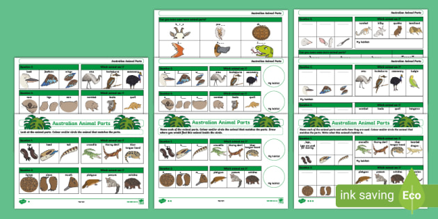 Australian Animal Features Worksheets (teacher made)