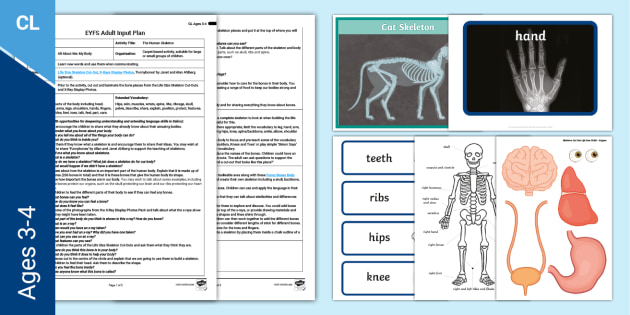 EYFS The Human Skeleton Adult Input Plan and Resource Pack