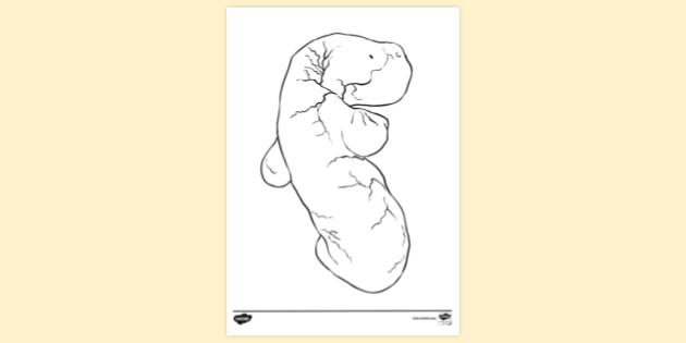 FREE! - Kangaroo Embryo Colouring | Colouring Sheets