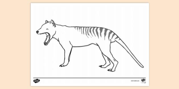 FREE! - Tasmanian Tiger (Thylacine) Colouring Sheet