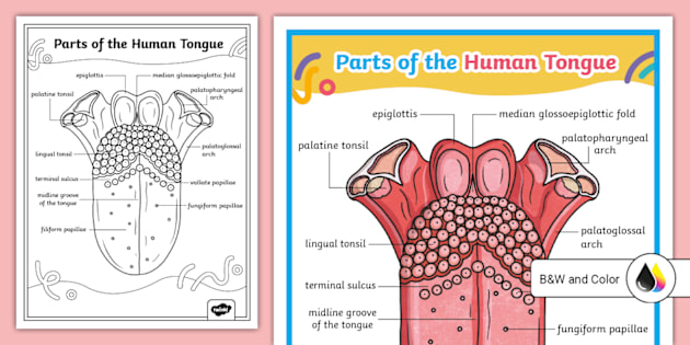 Anatomy Of The Tongue Human Tongue Anatomy Of The
