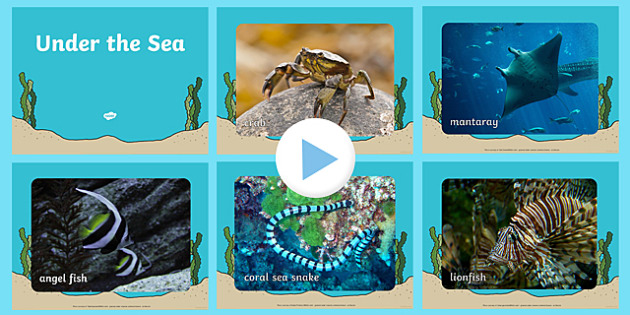 Under the Sea Photo PowerPoint (teacher made)