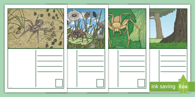 FREE! - Spider Postcards (teacher made)