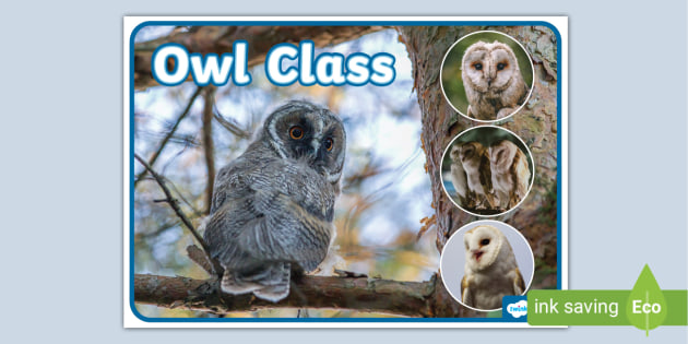 Beautiful Owls | twinkl.com.au