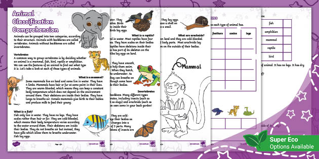 Classifying Animals Ks2 Lesson Plan Animal Classification YouTube