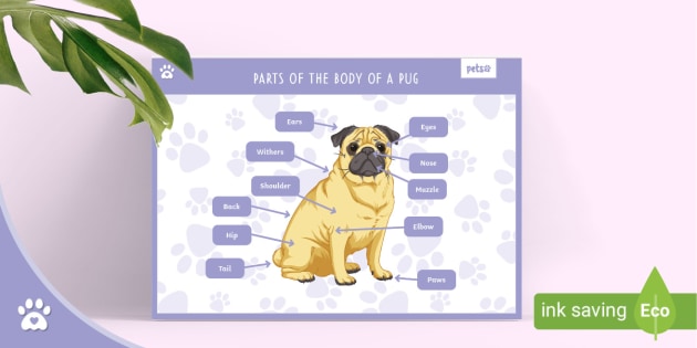 Parts of the Body of a Pug - Pug Anatomy Poster - Pets