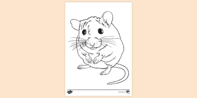 FREE! - Small Mouse Colouring | Colouring Sheets