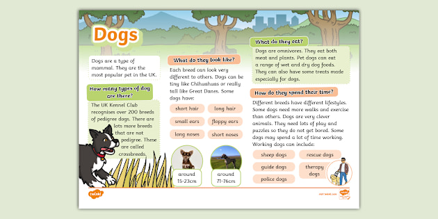 Dogs Activities Resources | twinkl.co.uk