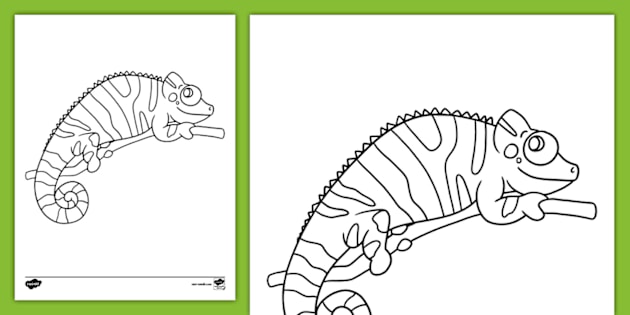 coloring pages chameleon