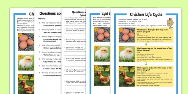 Chicken Life Cycle Differentiated Reading Comprehension Activity