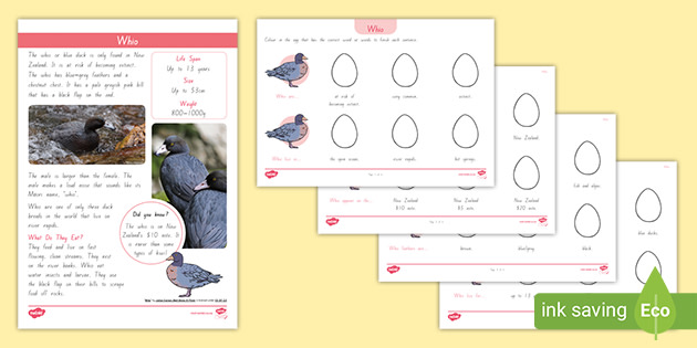 Whio Fact Sheet and Activity