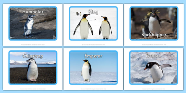 Learn Penguin Types In English Types Of Penguins Penguin Species List