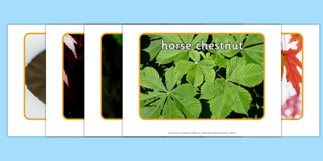 Leaves Display Photographs (teacher made)