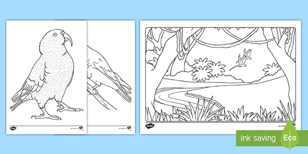 Parrot Colouring Pages (teacher made)
