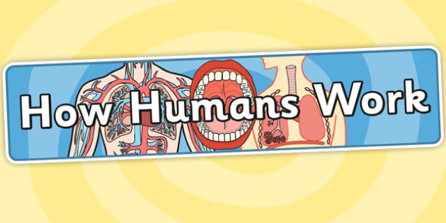 FREE! - How Humans Work Topic Display Banner (teacher made)
