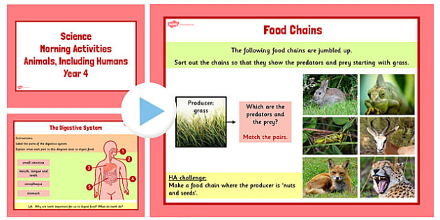 Year 4 Early Morning Activities Animals Including Humans Animal