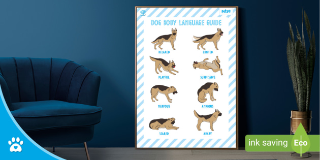 Dog Body Language Guide - Display Poster (teacher made)