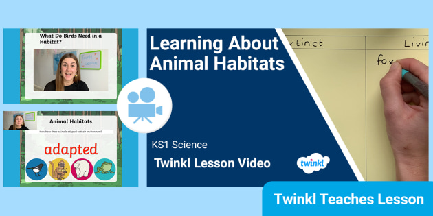 FREE! - Animal Habitats KS1 Video Lesson | Twinkl Go!