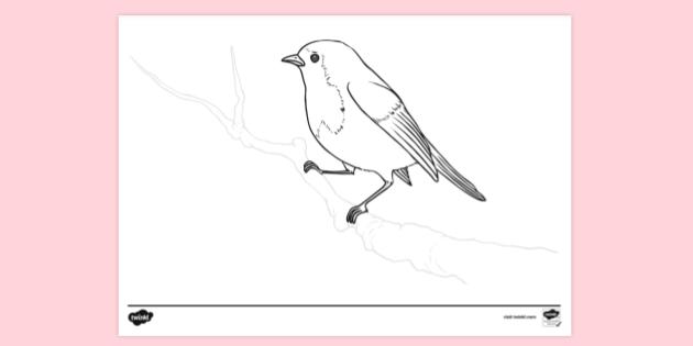 The Robin Colouring Sheet | Colouring Sheets