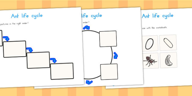 Ant Life Cycle Worksheets (teacher made)
