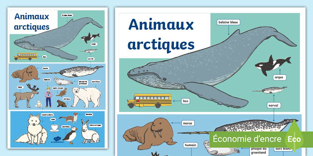 Poster : comparaison des tailles des animaux arctiques