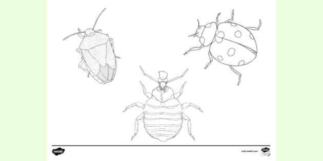 Free Bug Colouring Page | Colouring Sheet (teacher made)