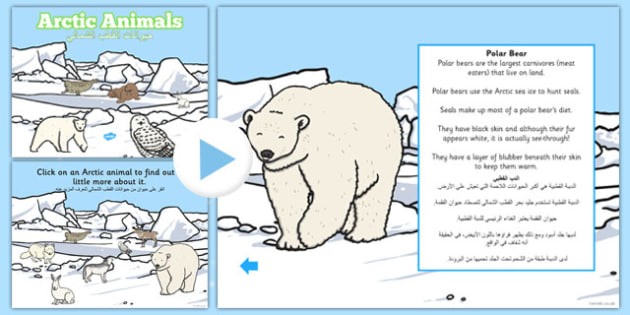 Winter Arctic Animals Habitat PowerPoint Arabic Translation