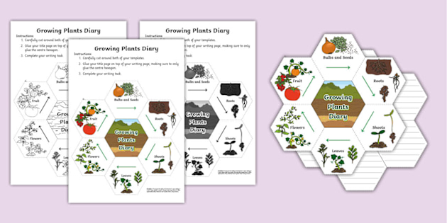Science Growing Plants | twinkl.com.au
