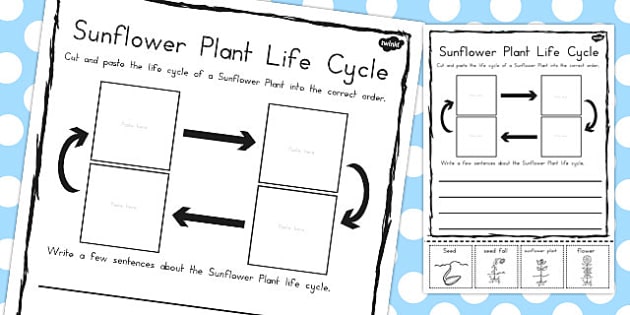 Sunflower Plant Life Cycle Sentence Writing Activity