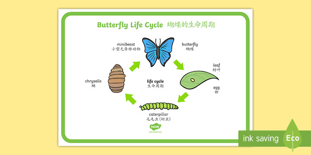 Butterfly Life Cycle Word Mat - English/Mandarin Chinese
