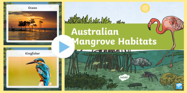 Australian Mangrove Habitat Photo PowerPoint - australia, Science, Habitats