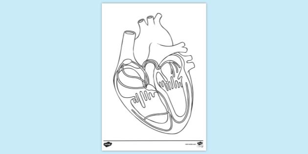 FREE! - Anatomy Colouring Sheets | Human Heart