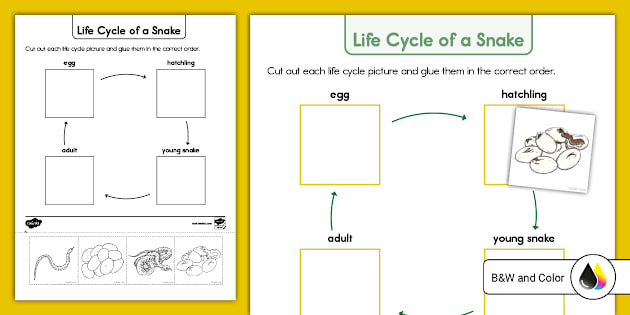 Life Cycle Of A Snake Information