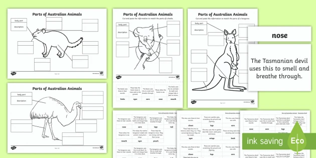 Parts of a Quokka Worksheets - Parents - Science and STEM