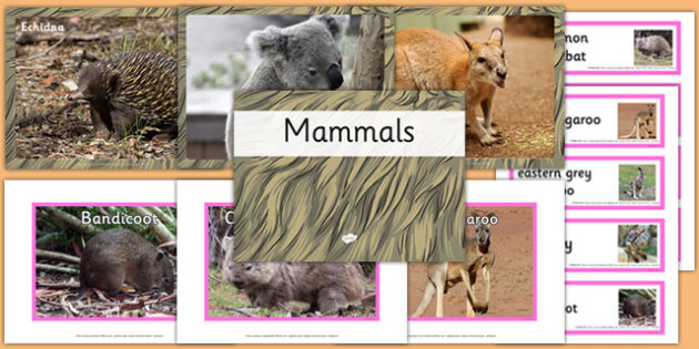 Australian Mammals pack (teacher made)