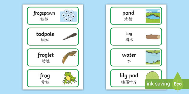 Life Cycle of a Frog Word Cards - English/Mandarin Chinese