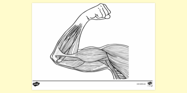 FREE! - Muscles Colouring Sheet (teacher made)