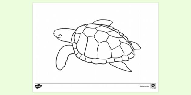 Baby Turtle Colouring Page
