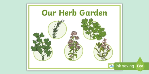 * NEW * Our Herb Garden Poster (teacher made)