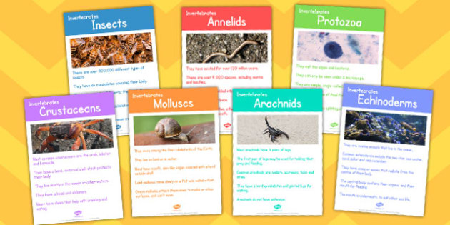 Invertebrates Display Fact Cards - invertebrates, display, facts
