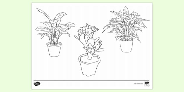 Free Printable Botanical Colouring Page | Colouring Sheets