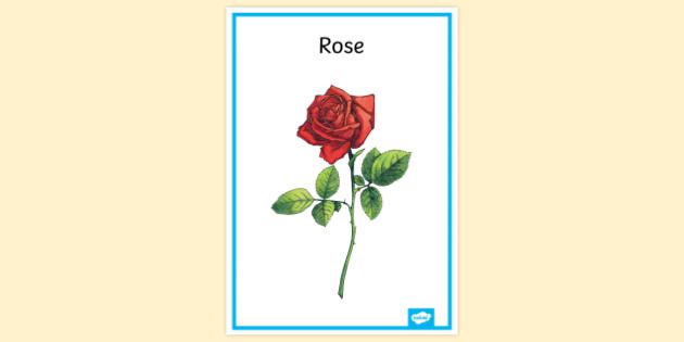 FREE! - Red Rose Poster Display Poster | Primary Resources