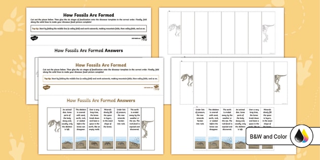 Fossils for Kids | twinkl.com