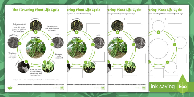 Life Cycle Of A Flowering Plant 4th Grade