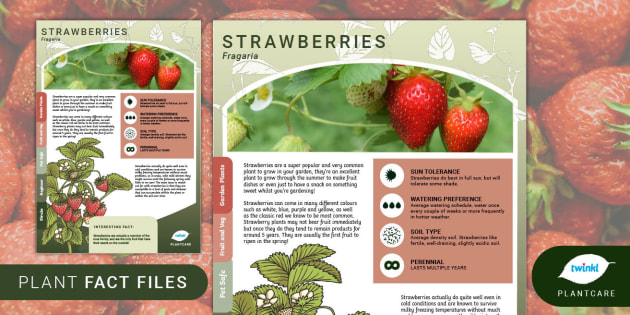 Garden Plant Fact File: Strawberries, outdoor plants, fruit