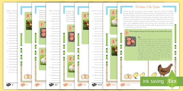 Chicken Life Cycle Differentiated Reading Comprehension Activity - Chicken