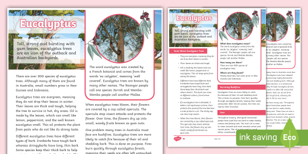 Eucalyptus Differentiated Comprehension Activity - Year 5